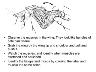 Chicken wing dissection | PPT