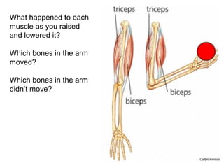 Chicken wing dissection | PPT