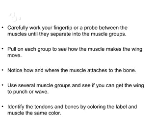 Chicken wing dissection | PPT