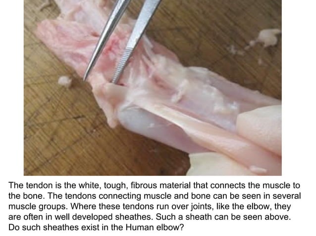 Chicken wing dissection | PPT