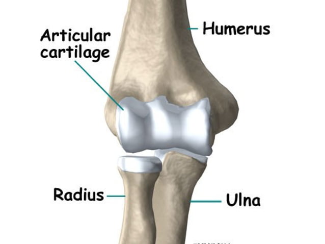 Chicken wing dissection | PPT