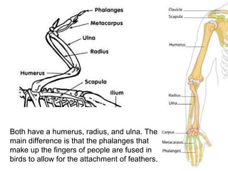 Chicken wing dissection | PPT