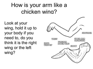Chicken wing dissection | PPT