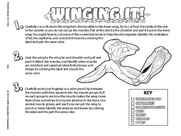 Chicken wing dissection | PPT
