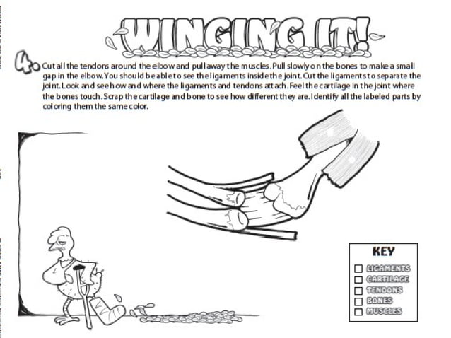 Chicken wing dissection | PPT
