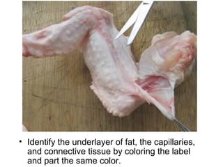 Chicken Wing Dissection Drawing