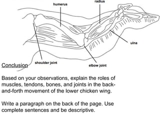 Chicken wing dissection | PPT