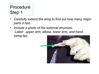 Chicken wing prac hands 0n | PPT | Death, Injury, or Military Conflict ...