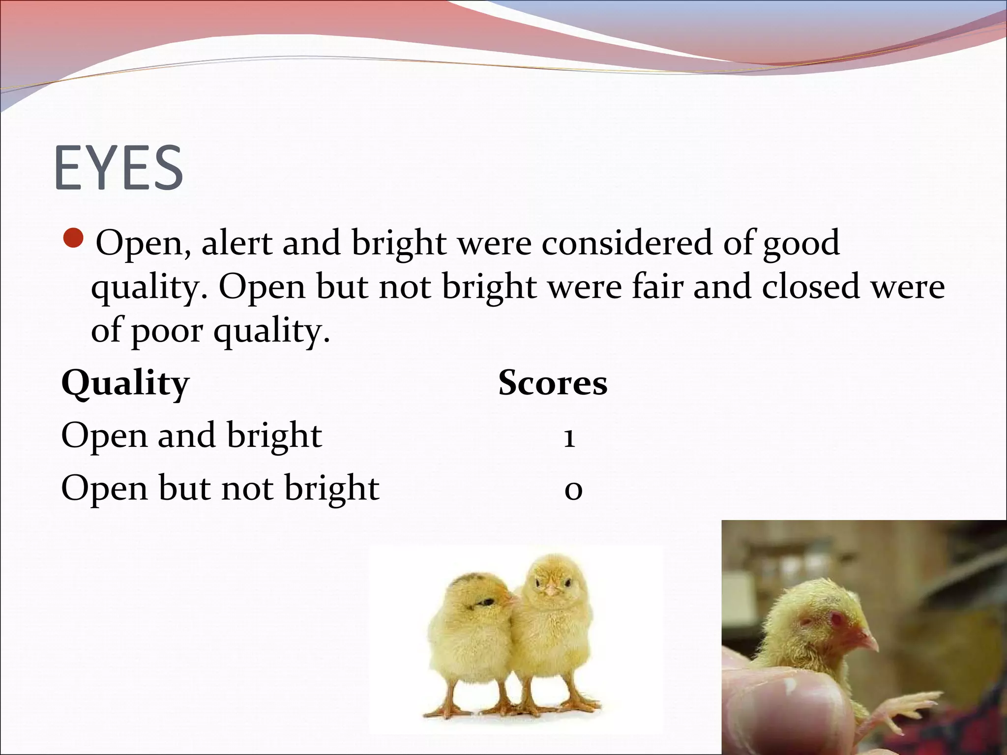Chick grading and sexing | PPT