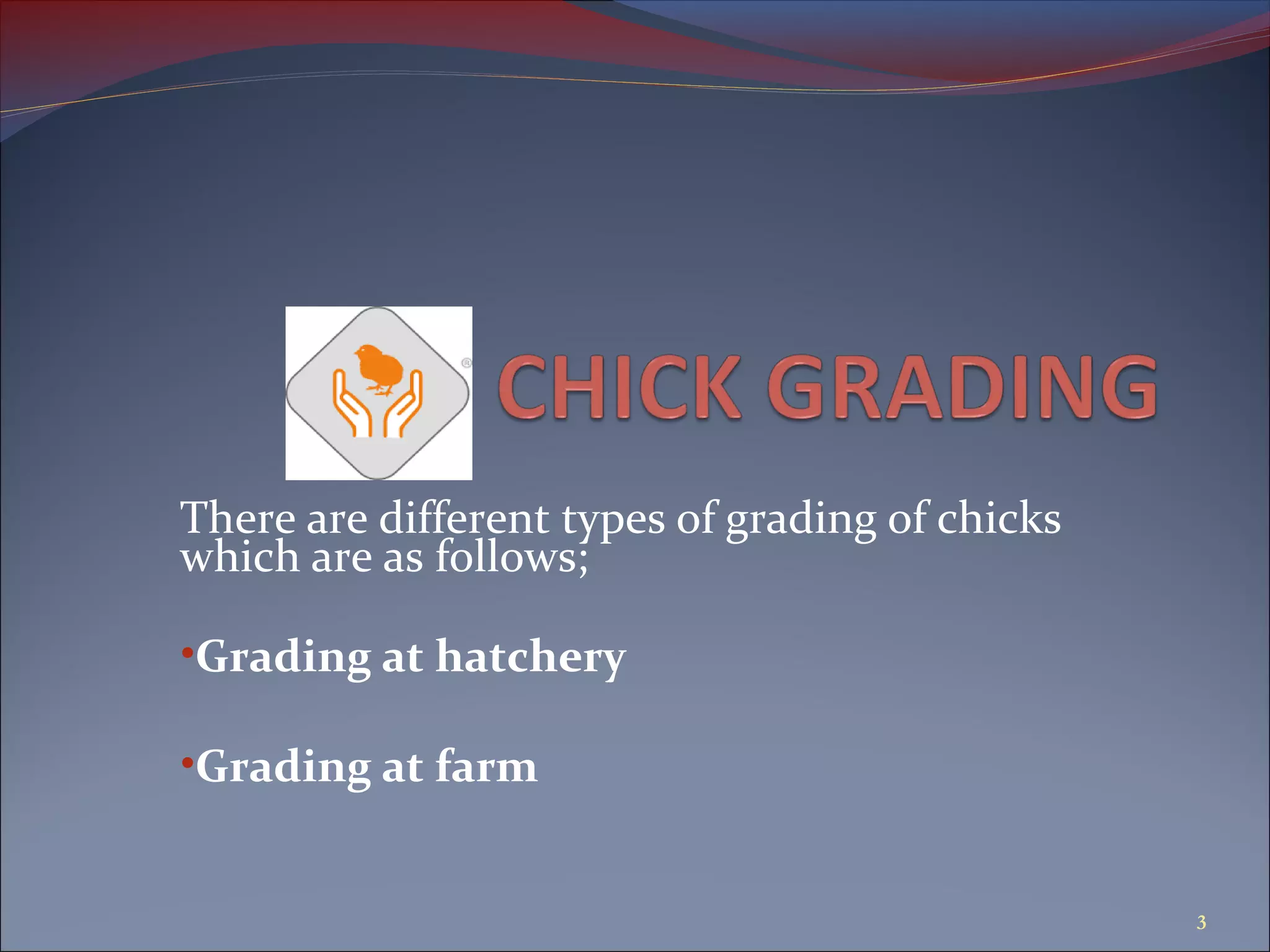 Chick grading and sexing | PPT