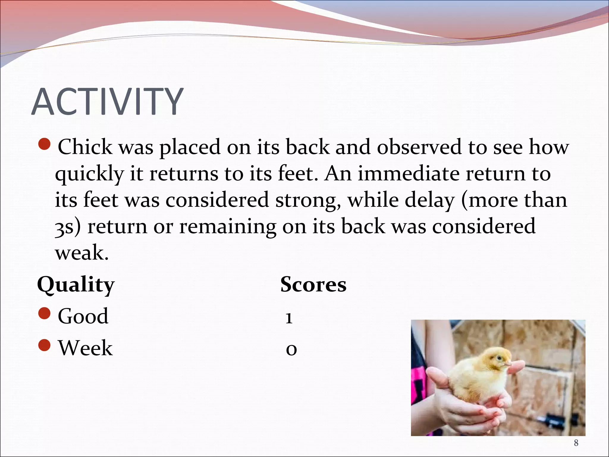 Chick grading and sexing | PPT