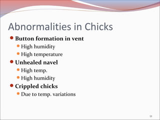 Chick grading and sexing | PPT