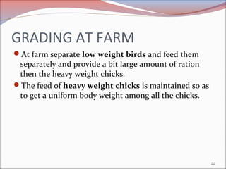Chick grading and sexing | PPT