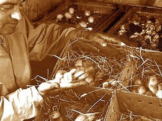 Chick grading and sexing | PPT