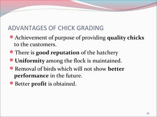 Chick grading and sexing | PPT