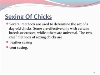 Chick grading and sexing | PPT