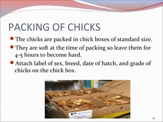 Chick grading and sexing | PPT