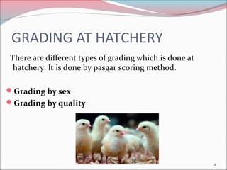 Chick grading and sexing | PPT