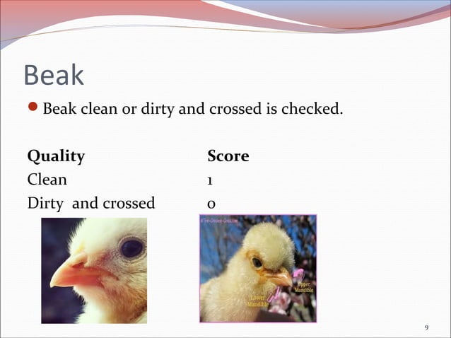 Chick grading and sexing | PPT