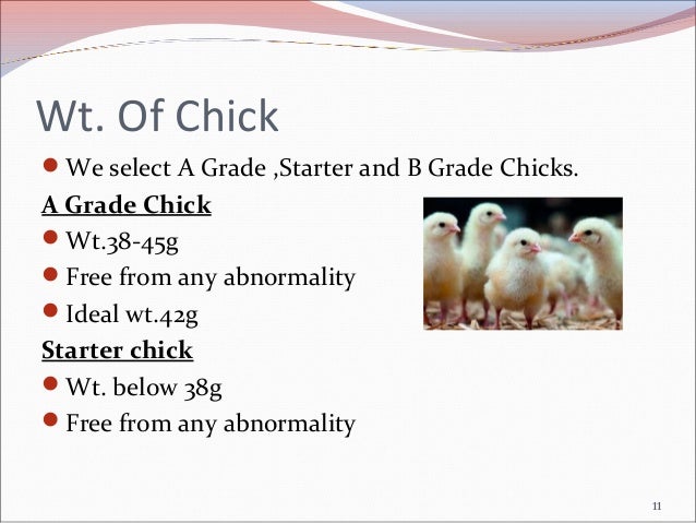 Chick grading and sexing