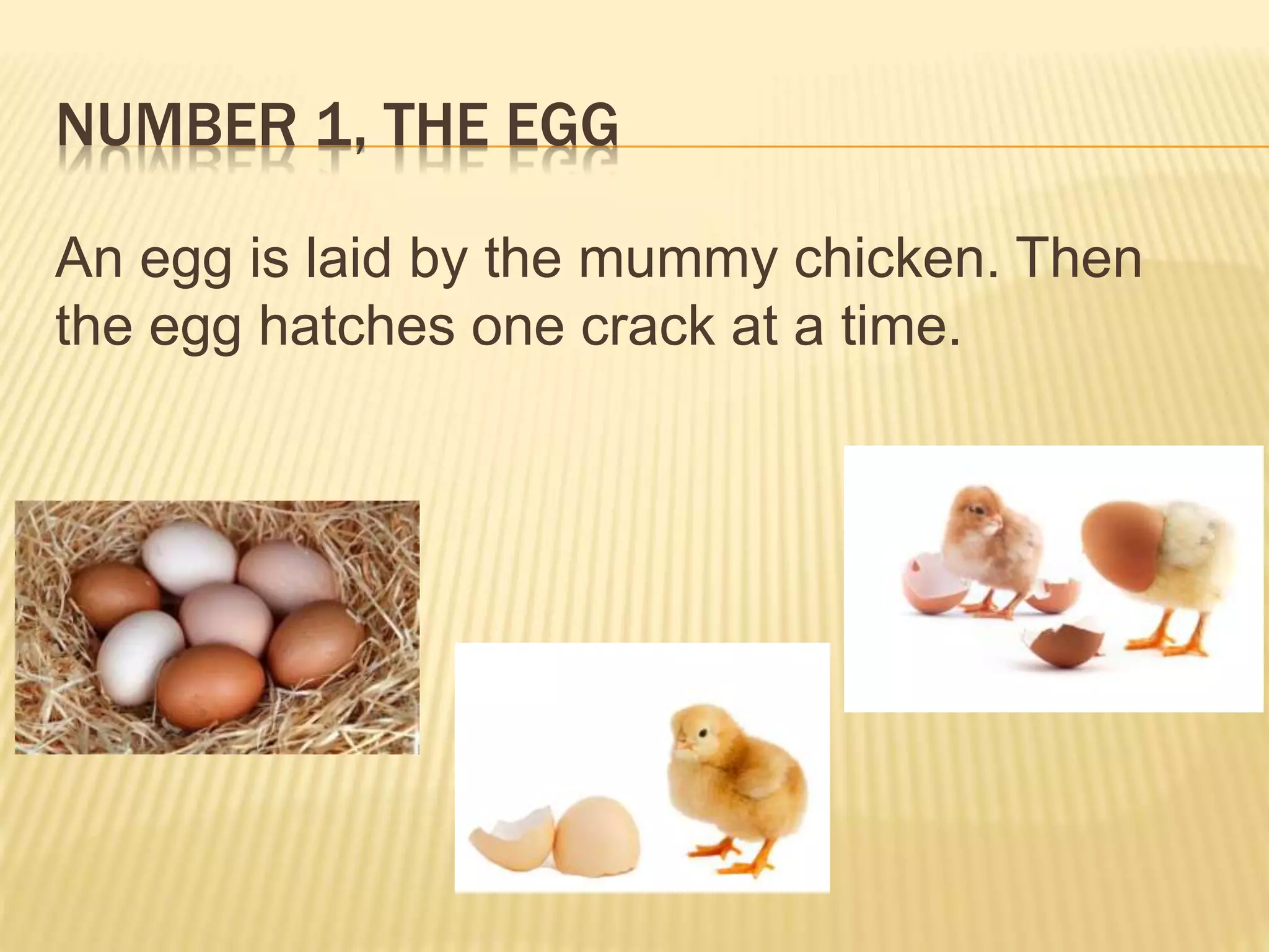 Chick life cycle | PPTX