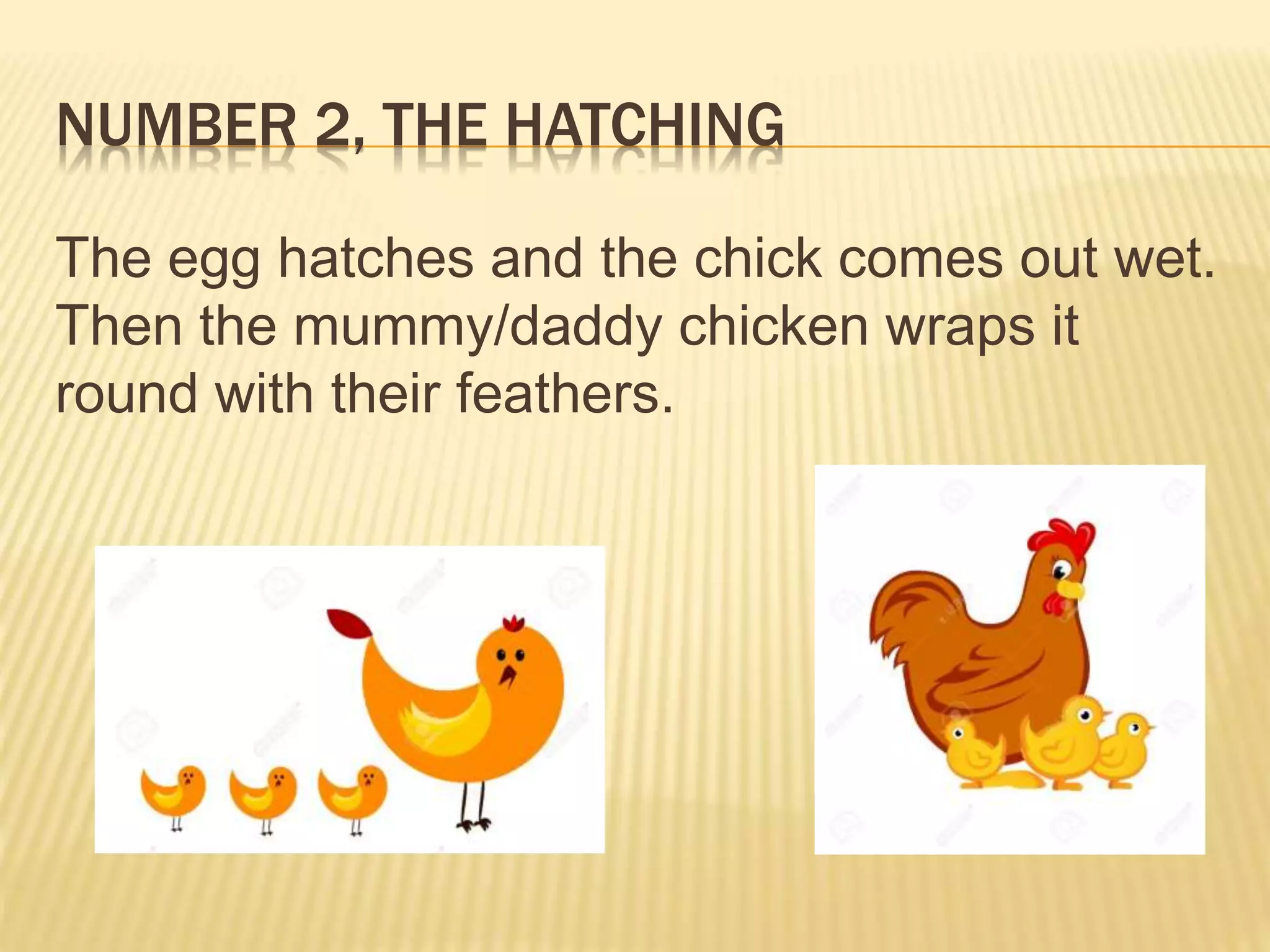 Chick life cycle | PPTX