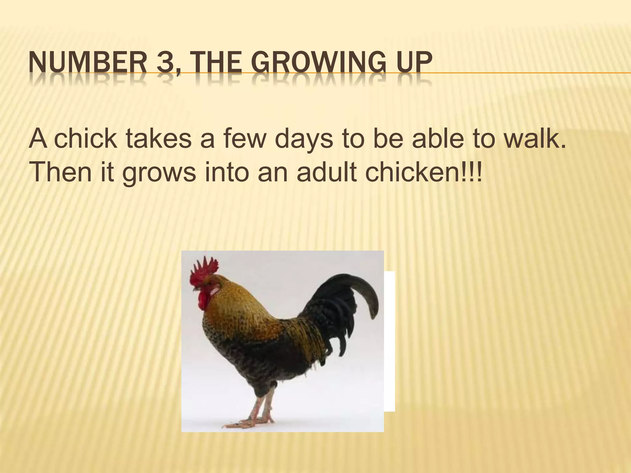 Chick life cycle | PPTX