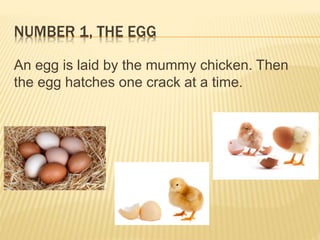 Chick life cycle | PPTX