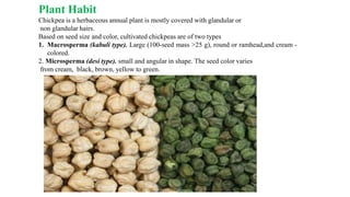 Chickpea | PPTX