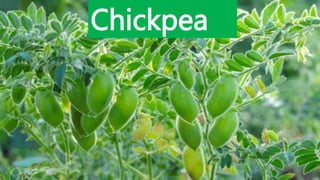 Chickpea..pptx