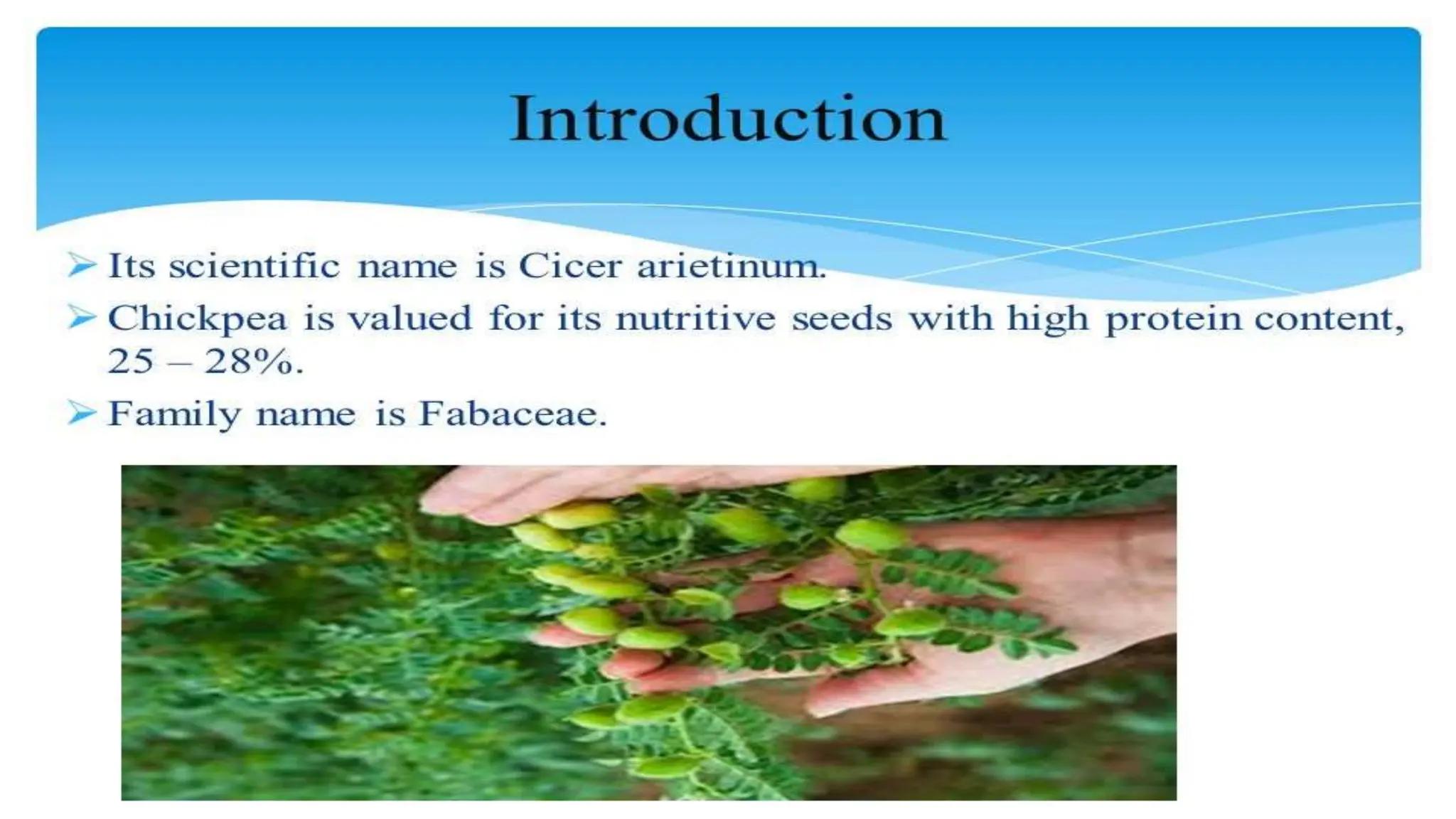 CHICKPEA , classification and production.pptx