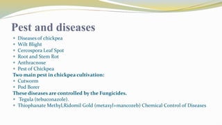CHICKPEA , classification and production.pptx