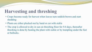 CHICKPEA , classification and production.pptx