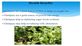 CHICKPEA , classification and production.pptx