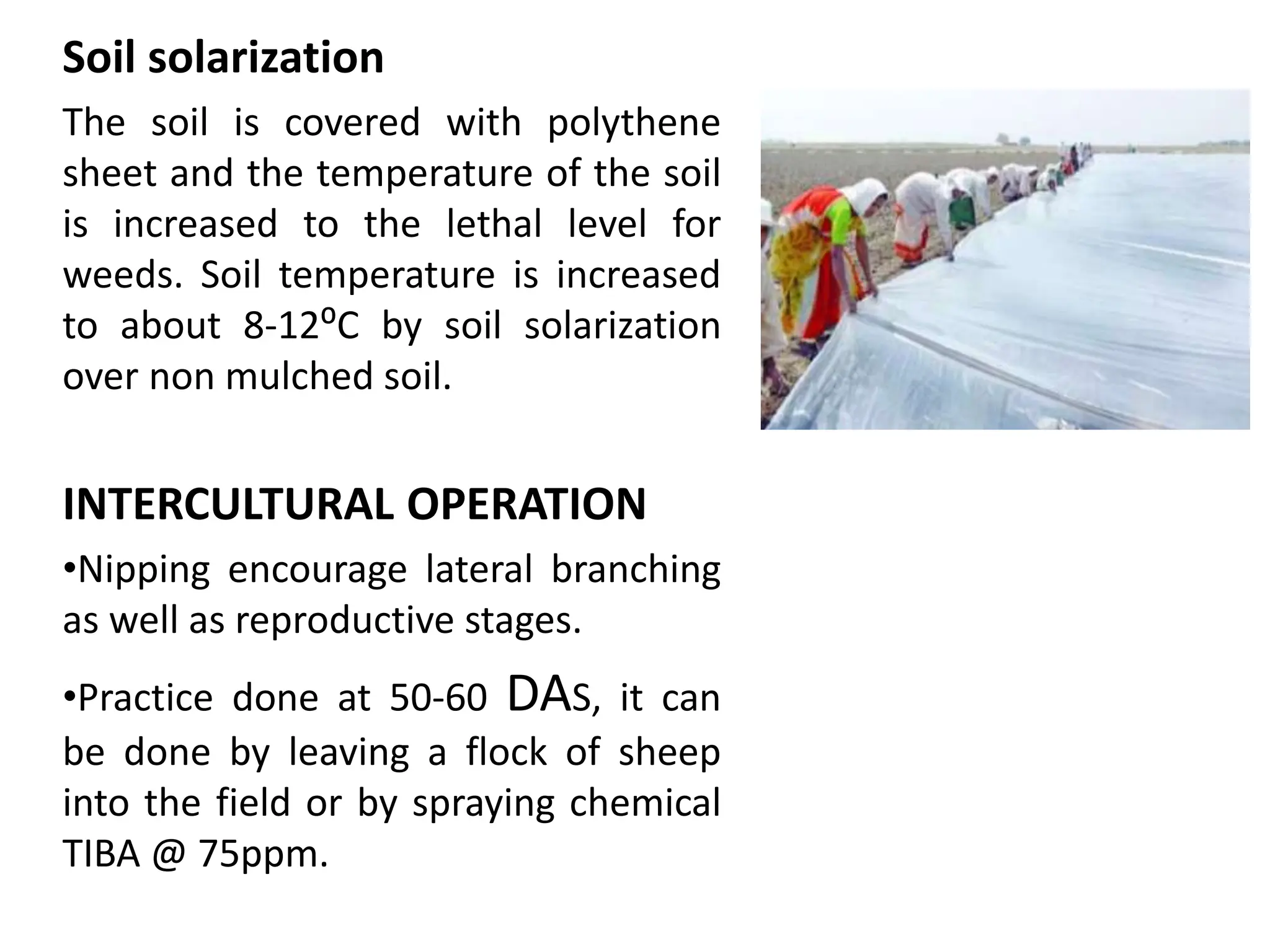 chickpea and its all details with climatic requirement .pptx