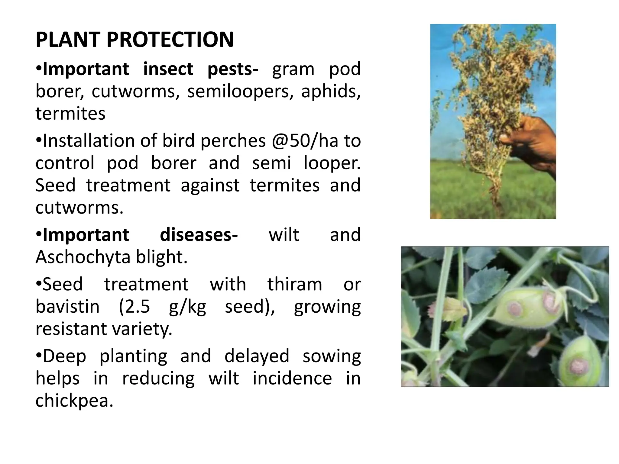chickpea and its all details with climatic requirement .pptx
