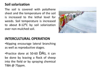 chickpea and its all details with climatic requirement .pptx