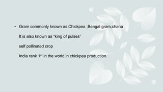 CHICKPEA crop production technology.pptx