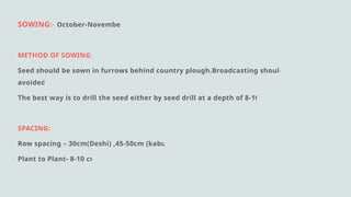 CHICKPEA AGRO-5221 crop production technology | PPTX