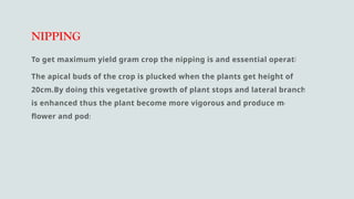 CHICKPEA AGRO-5221 crop production technology | PPTX