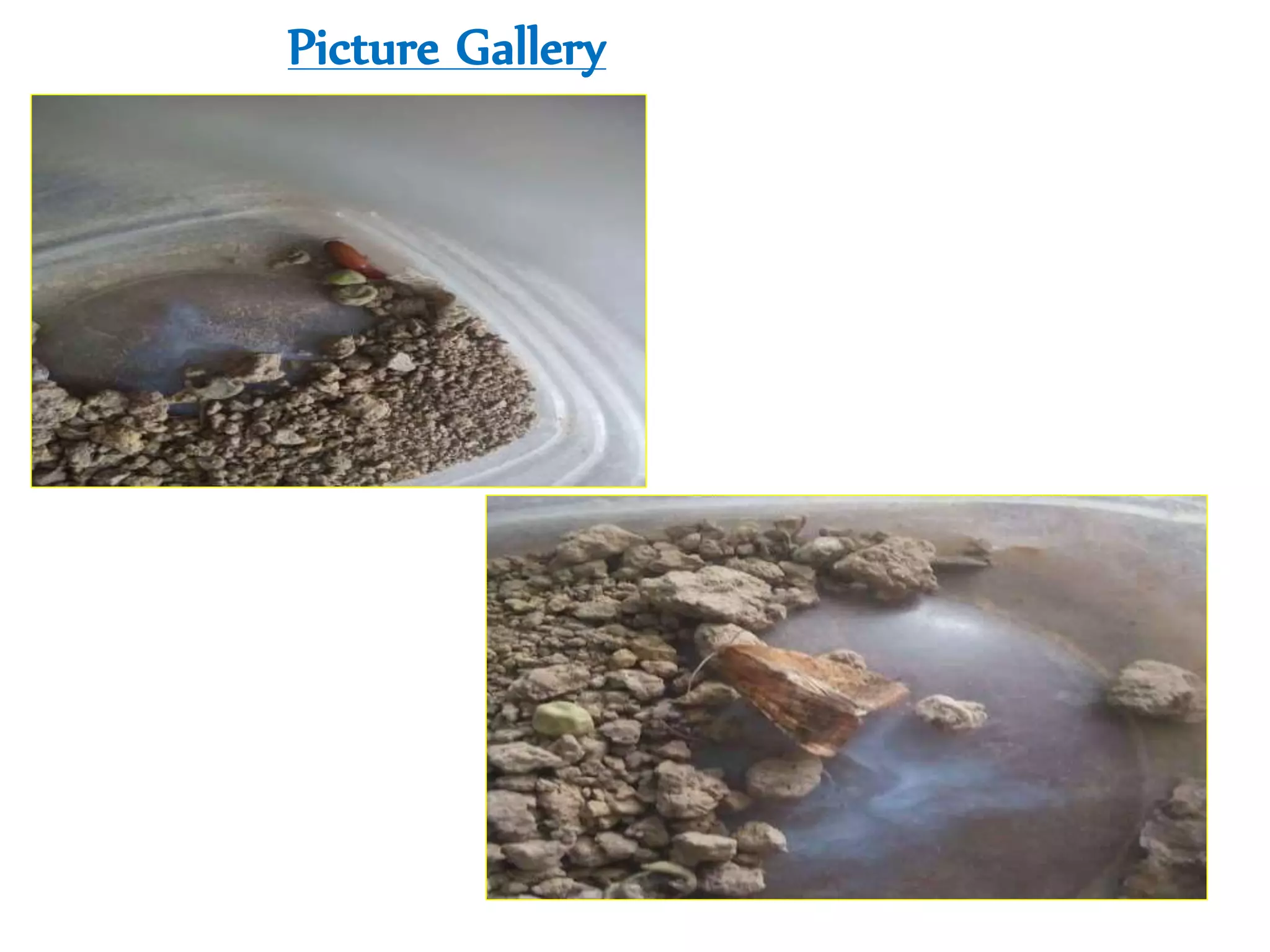 Rearing of Chick pea pod borer from larval stage | PPTX