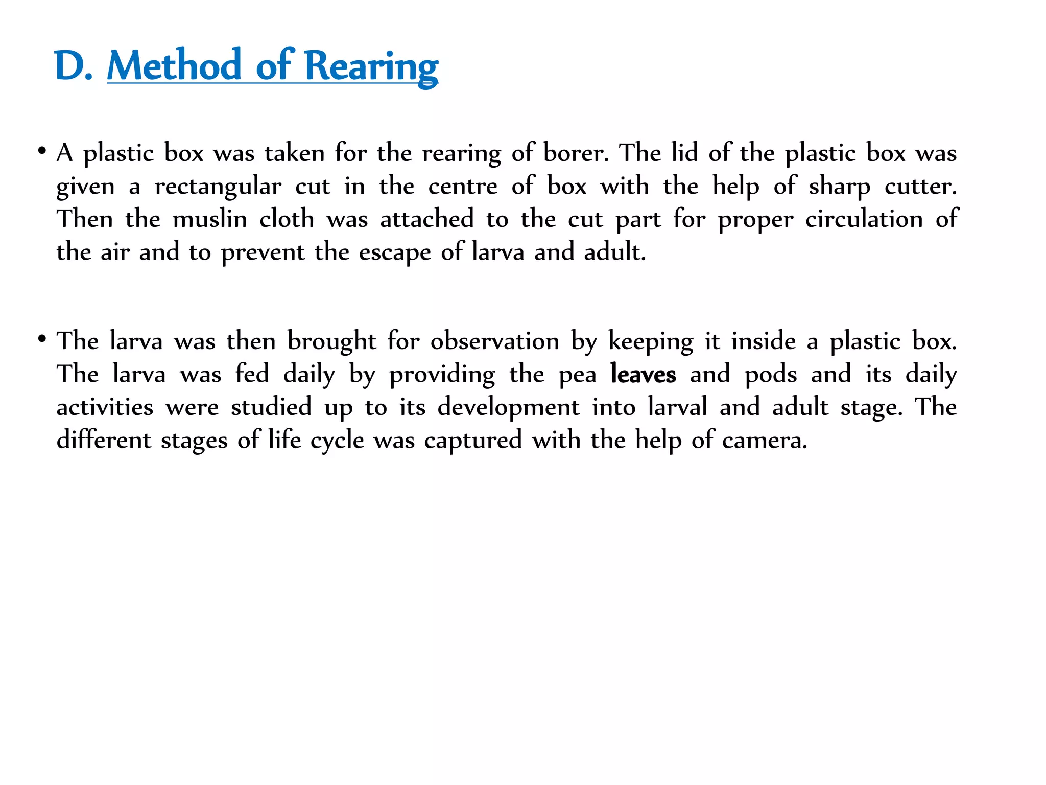 Rearing of Chick pea pod borer from larval stage | PPTX