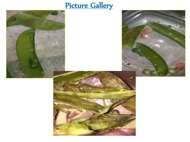 Rearing of Chick pea pod borer from larval stage | PPTX