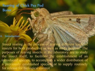 Rearing of Chick pea pod borer from larval stage | PPTX