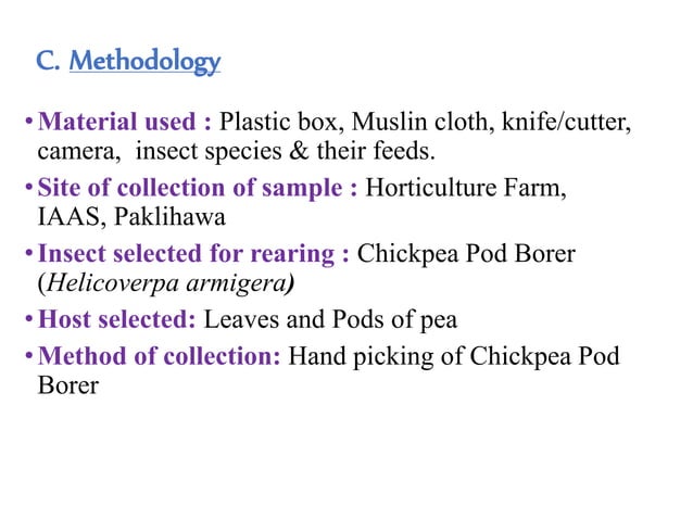 Rearing of Chick pea pod borer from larval stage | PPTX
