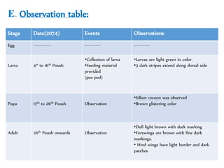 Rearing of Chick pea pod borer from larval stage | PPTX