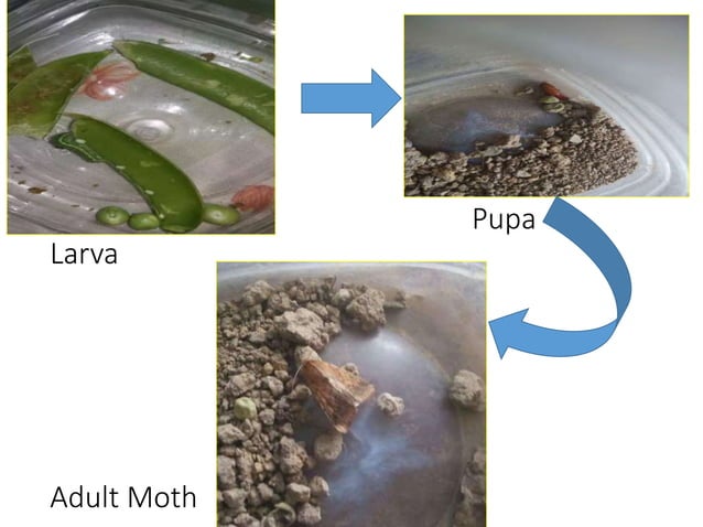 Rearing of Chick pea pod borer from larval stage | PPTX