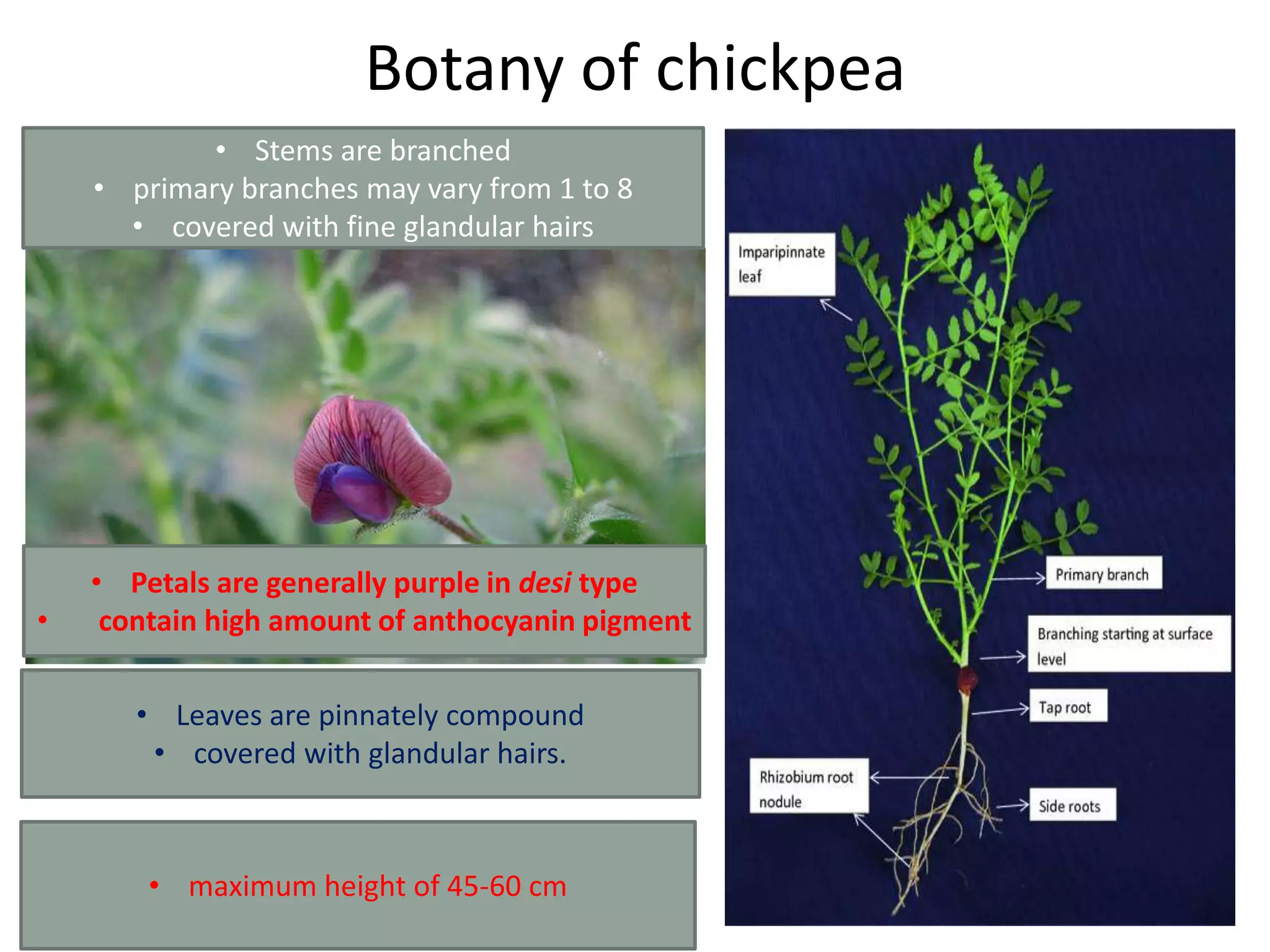 presentation on chickpea | PPTX