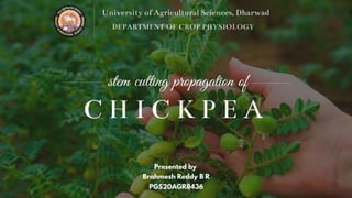 Chickpea stem cutting propagation | PPTX