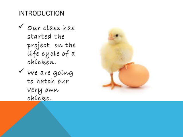 Chick presentation 3 | PPT
